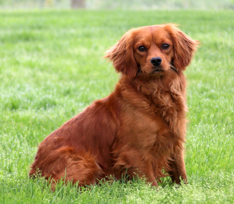 Miniature Golden Retriever Puppies For Sale - Lester Stoltzfus dog ...
