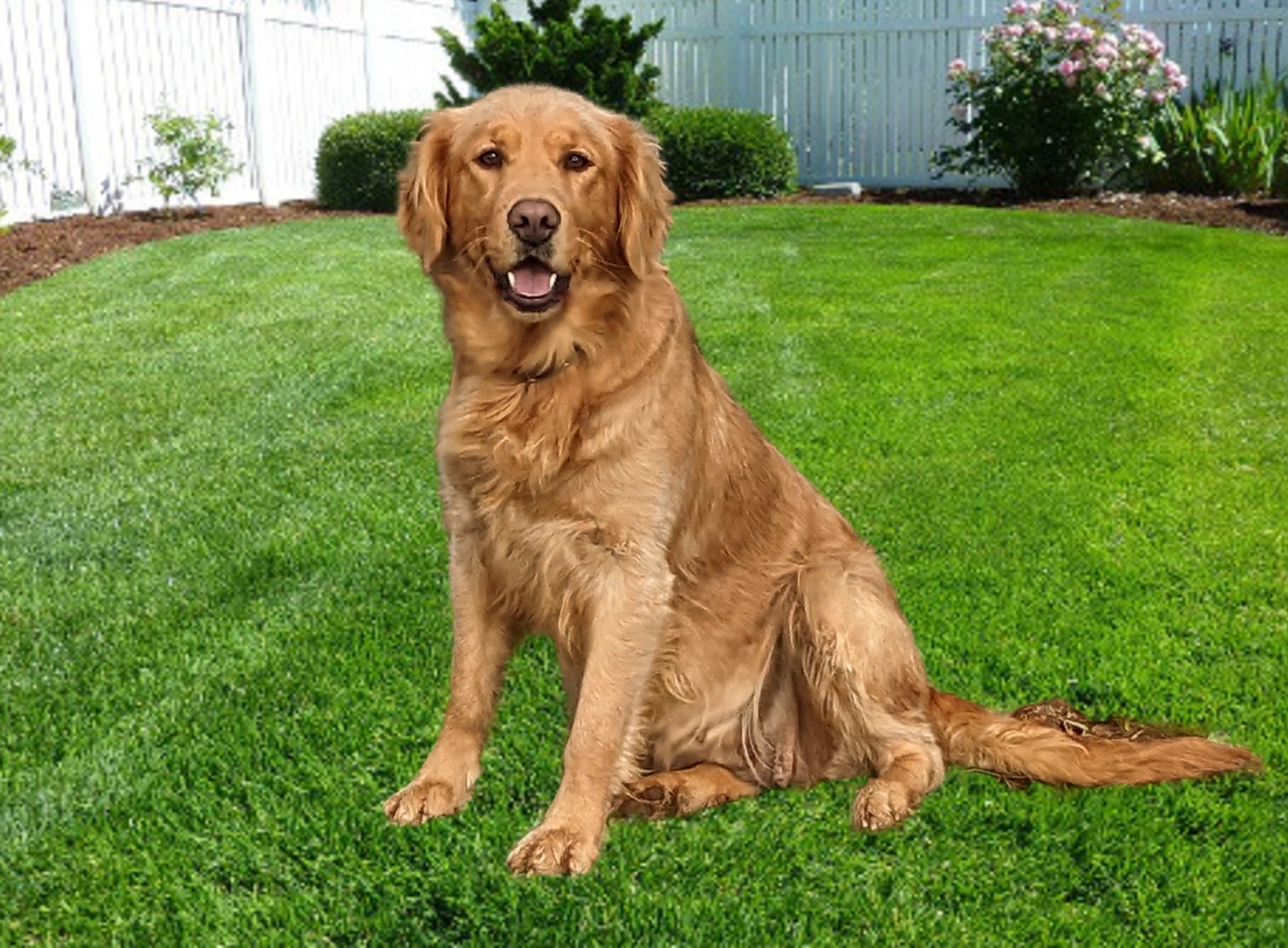 Golden Retriever Puppies For Sale - Samuel Zook dog breeder 7299900-688098