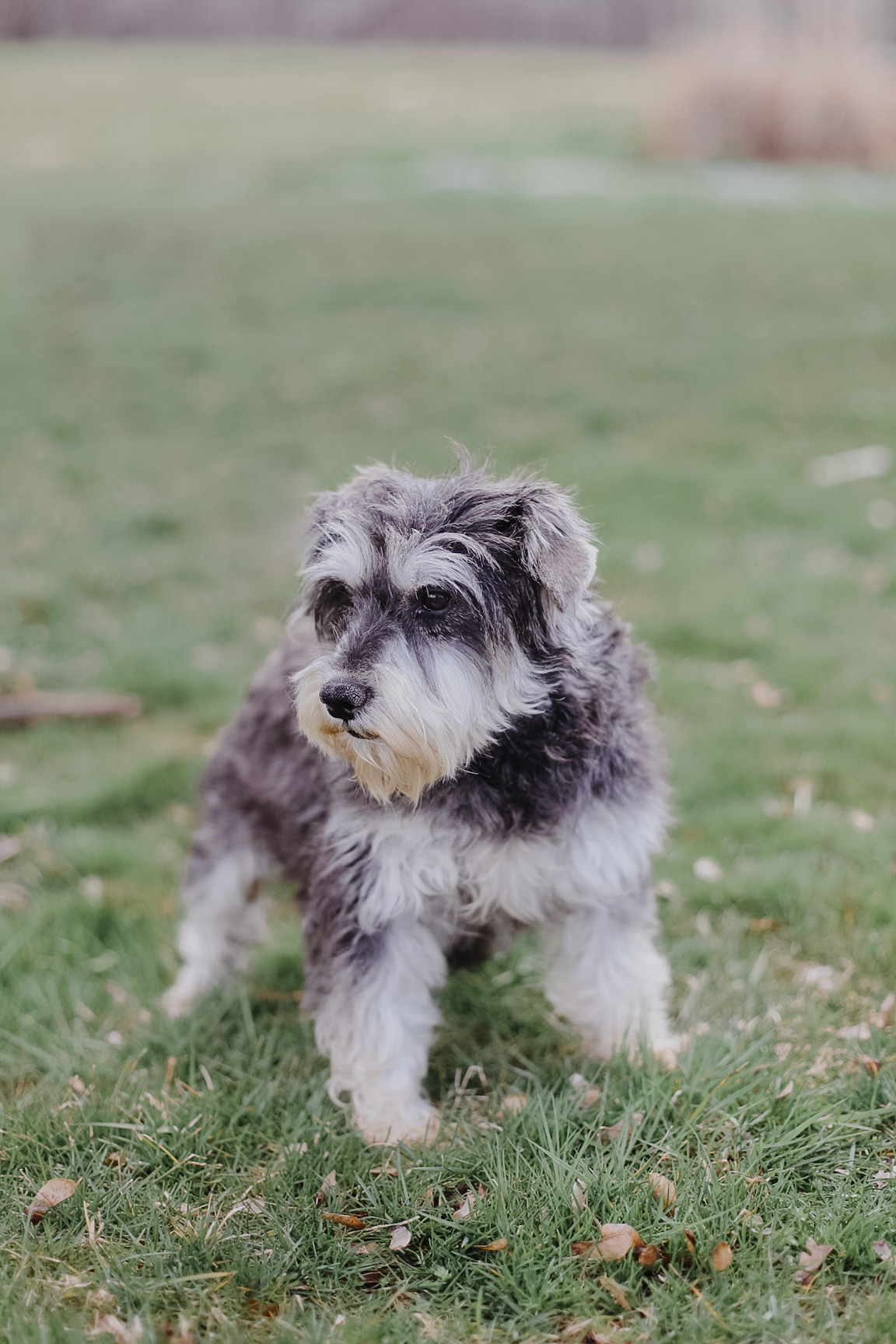 Mini Schnoodles Puppies For Sale - Kerek & Marisa Martin dog breeder ...