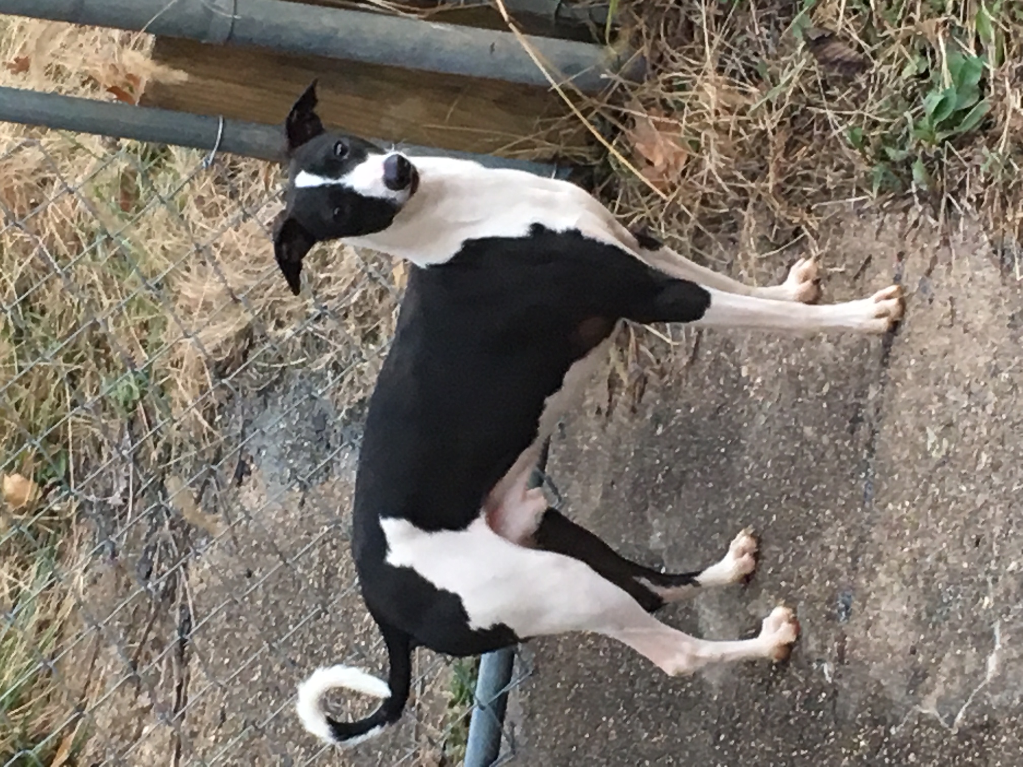 Italian Greyhound Puppies For Sale - Kim Dildine dog breeder 6513058-426261