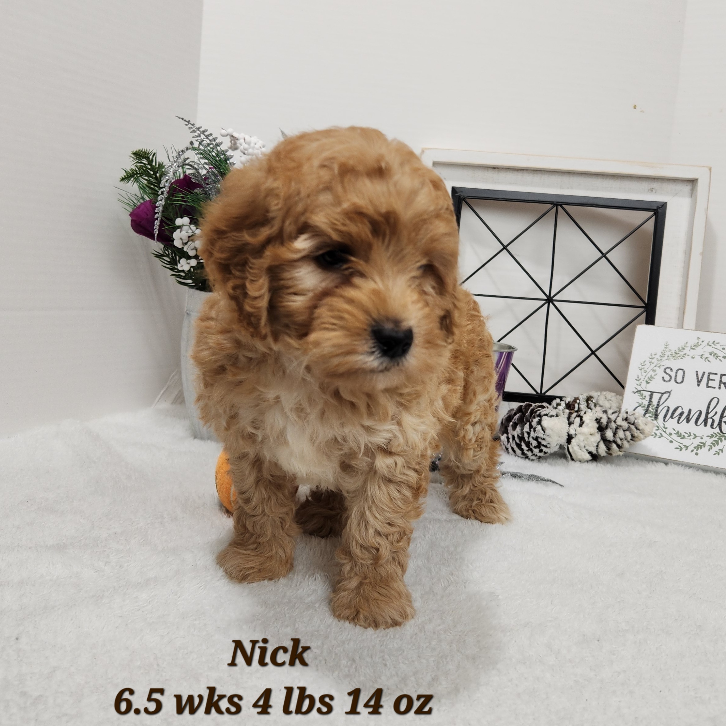 Goldendoodle Mini F1B Puppies For Sale - Milton Lewis dog breeder ...