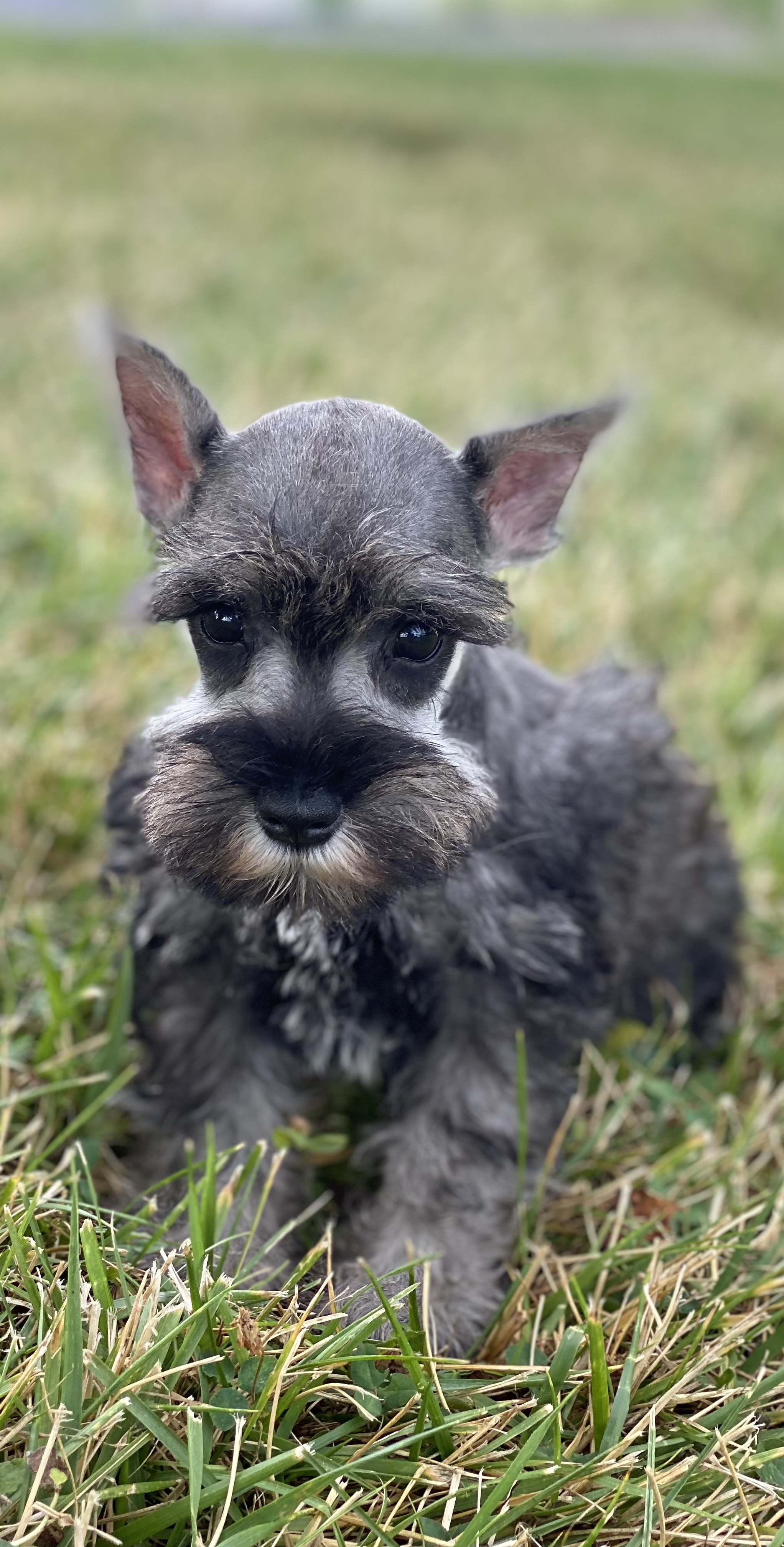 Miniature Schnauzer Puppies For Sale - Curtis Martin dog breeder ...