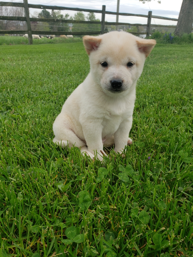 Shiba Inu Puppies For Sale - Curtis Martin dog breeder 6656318-184042