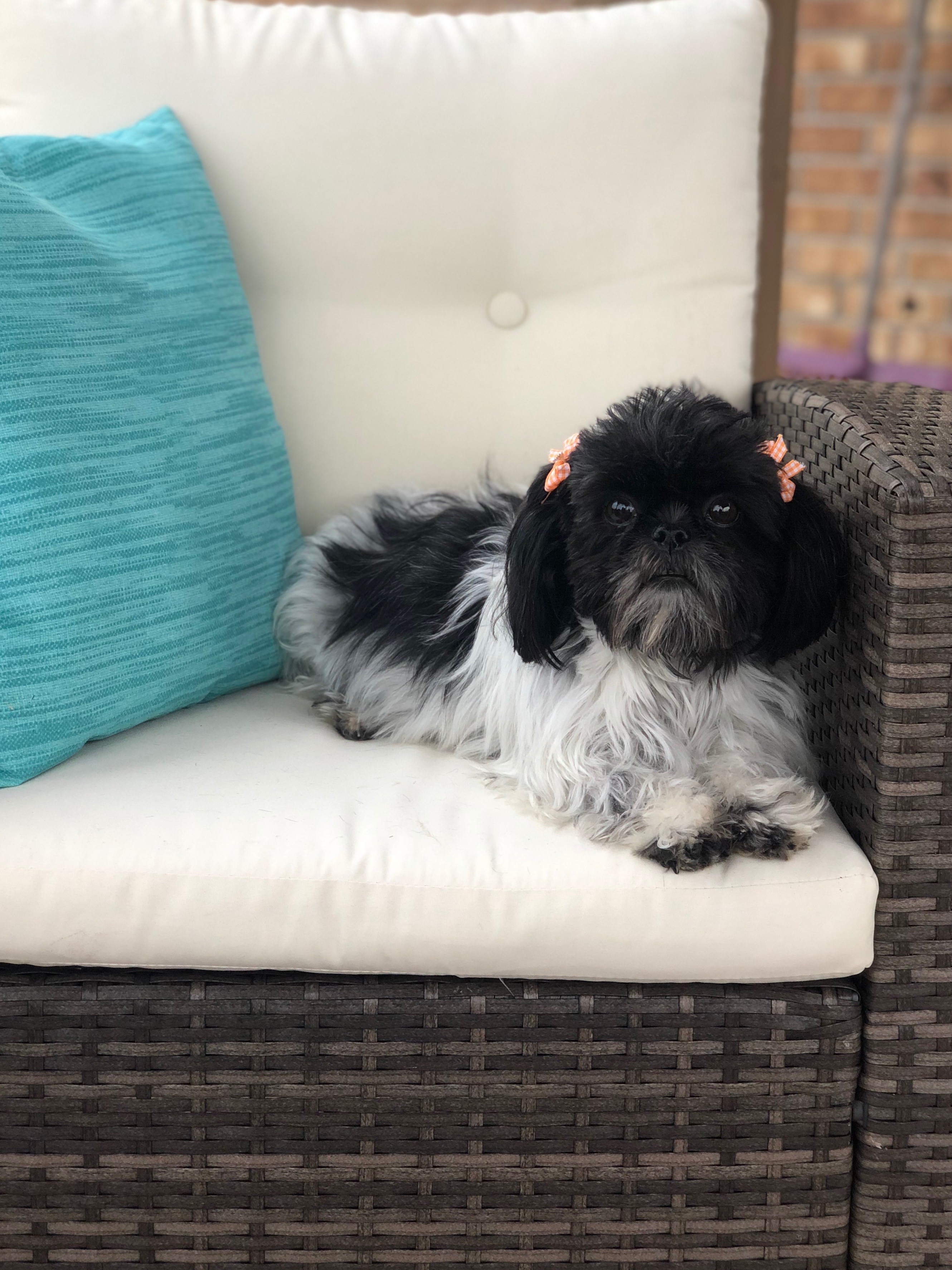 Shih Tzu Puppies For Sale - Cheryl Mack dog breeder 6627109-846064
