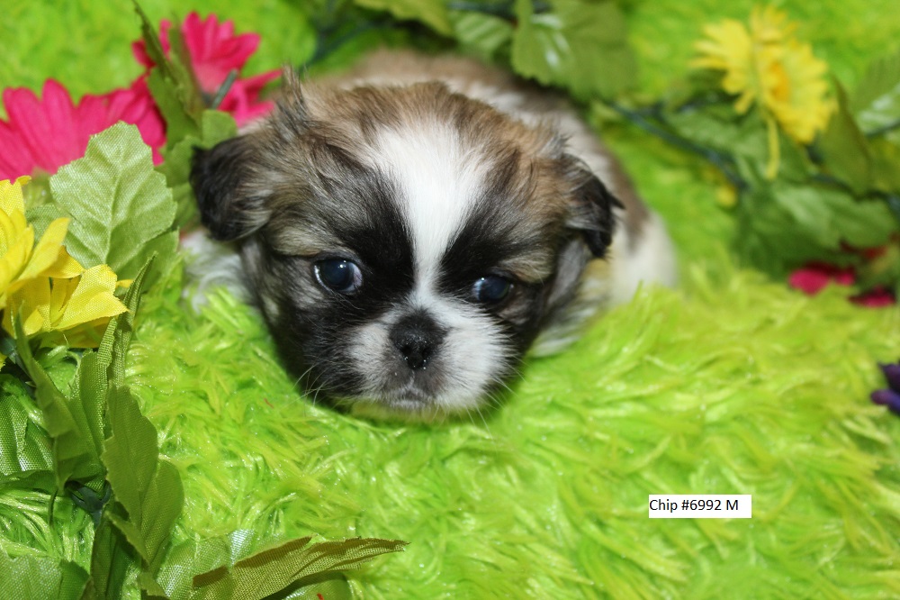 Pekingese Puppies For Sale - Alisa Breedlove dog breeder 6566979-395951