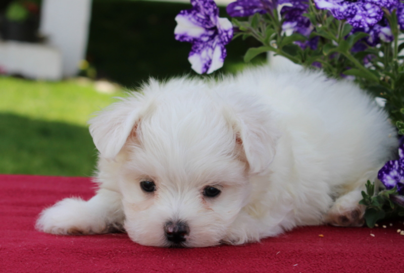 Maltese Puppies For Sale - Matthew Stoltzfus dog breeder 6667020-64790