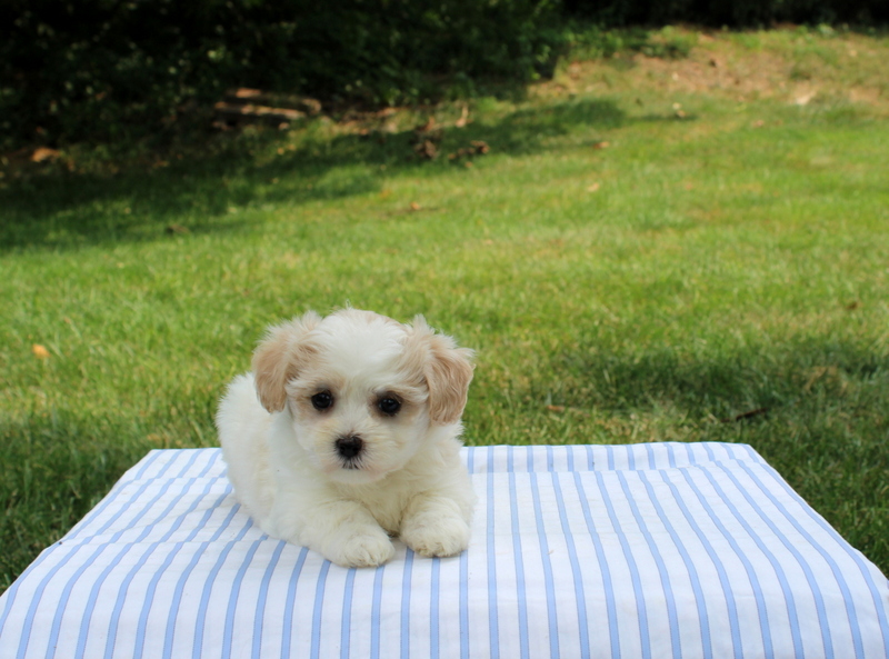Shi-Poo Puppies For Sale - Matthew Stoltzfus dog breeder 7954278-64790