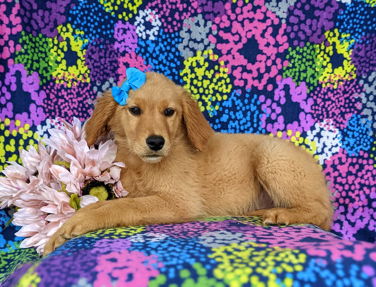 Golden Retriever Puppies For Sale - Samuel Zook dog breeder 7299900-688098