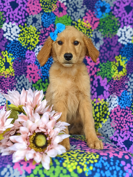 Golden Retriever Puppies For Sale - Samuel Zook dog breeder 7299900-688098