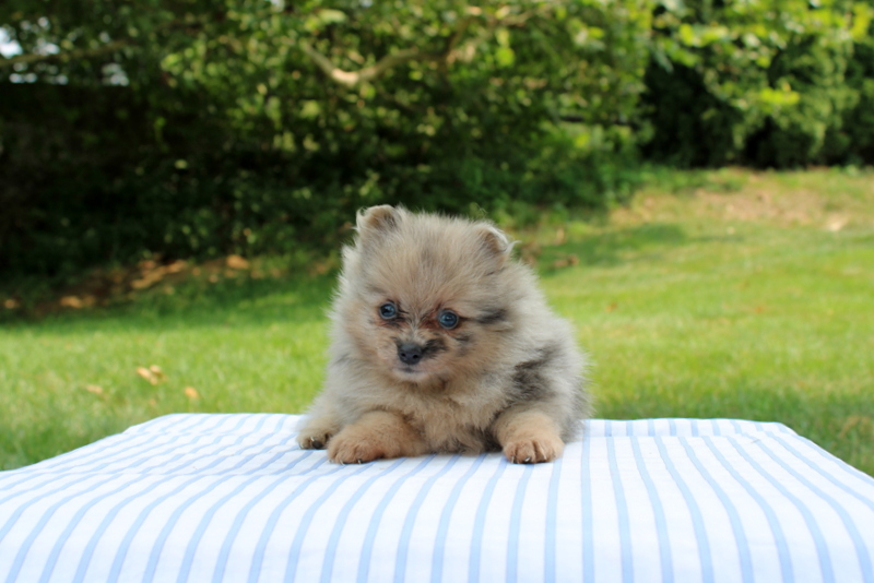 Pomeranian Puppies For Sale - Matthew Stoltzfus dog breeder 7954287-64790