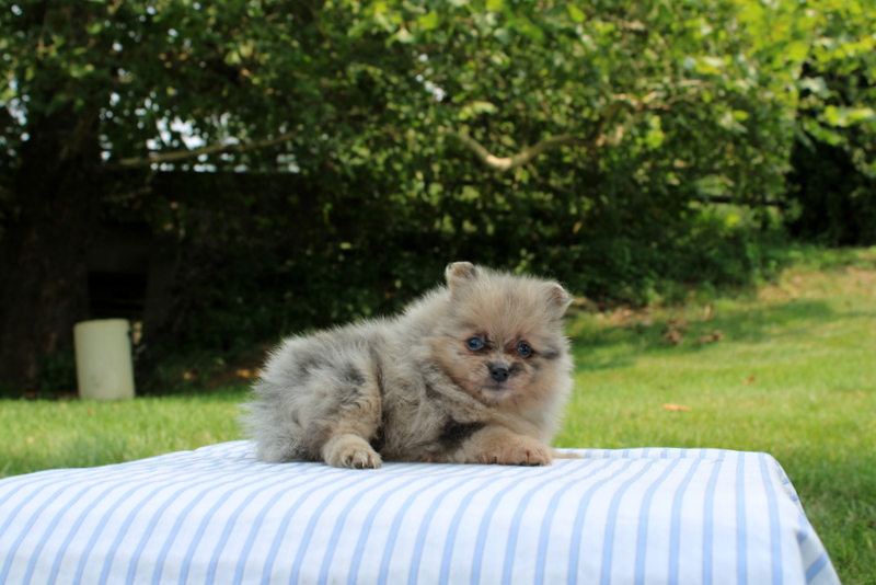 Pomeranian Puppies For Sale - Matthew Stoltzfus dog breeder 7954287-64790