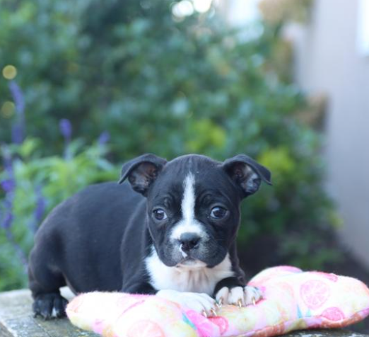 Boston Terrier Puppies For Sale - John Lapp dog breeder 7283847-608722