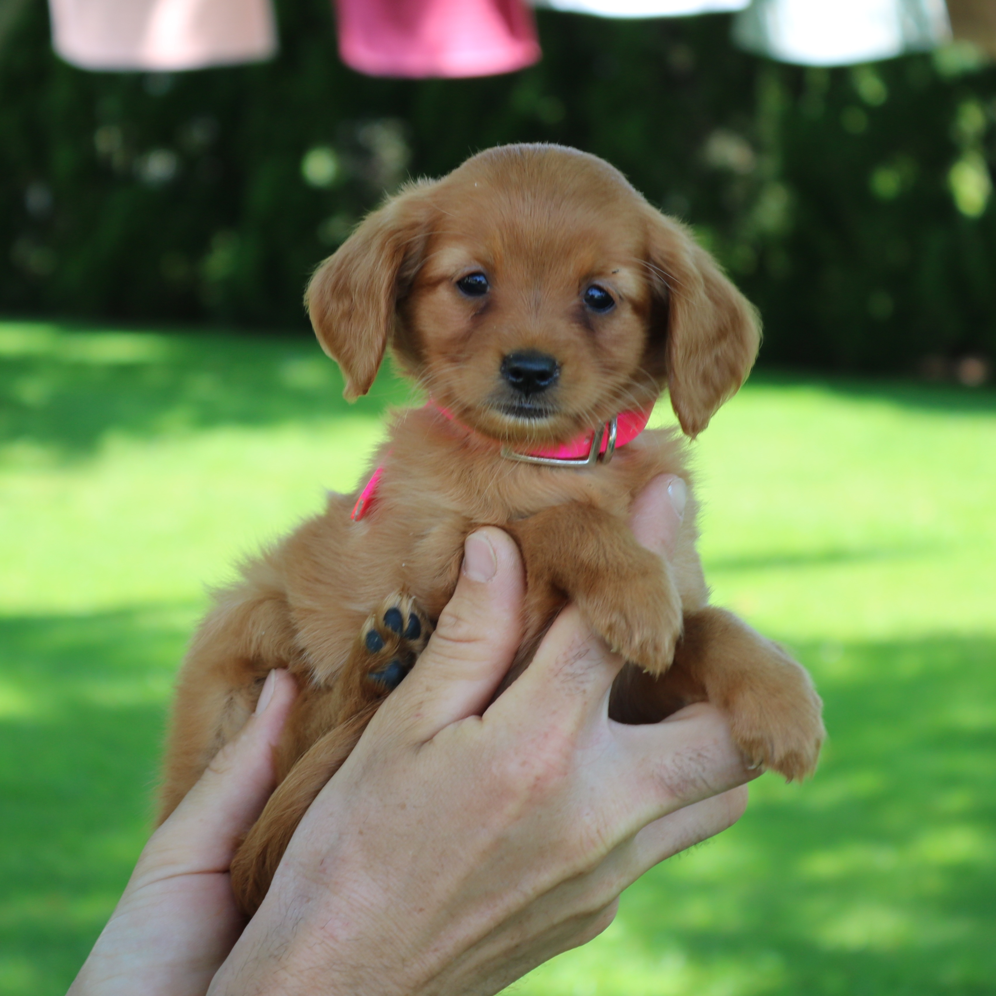 Mini Golden Retriever Puppies For Sale - Ivan Stoltzfus dog breeder ...