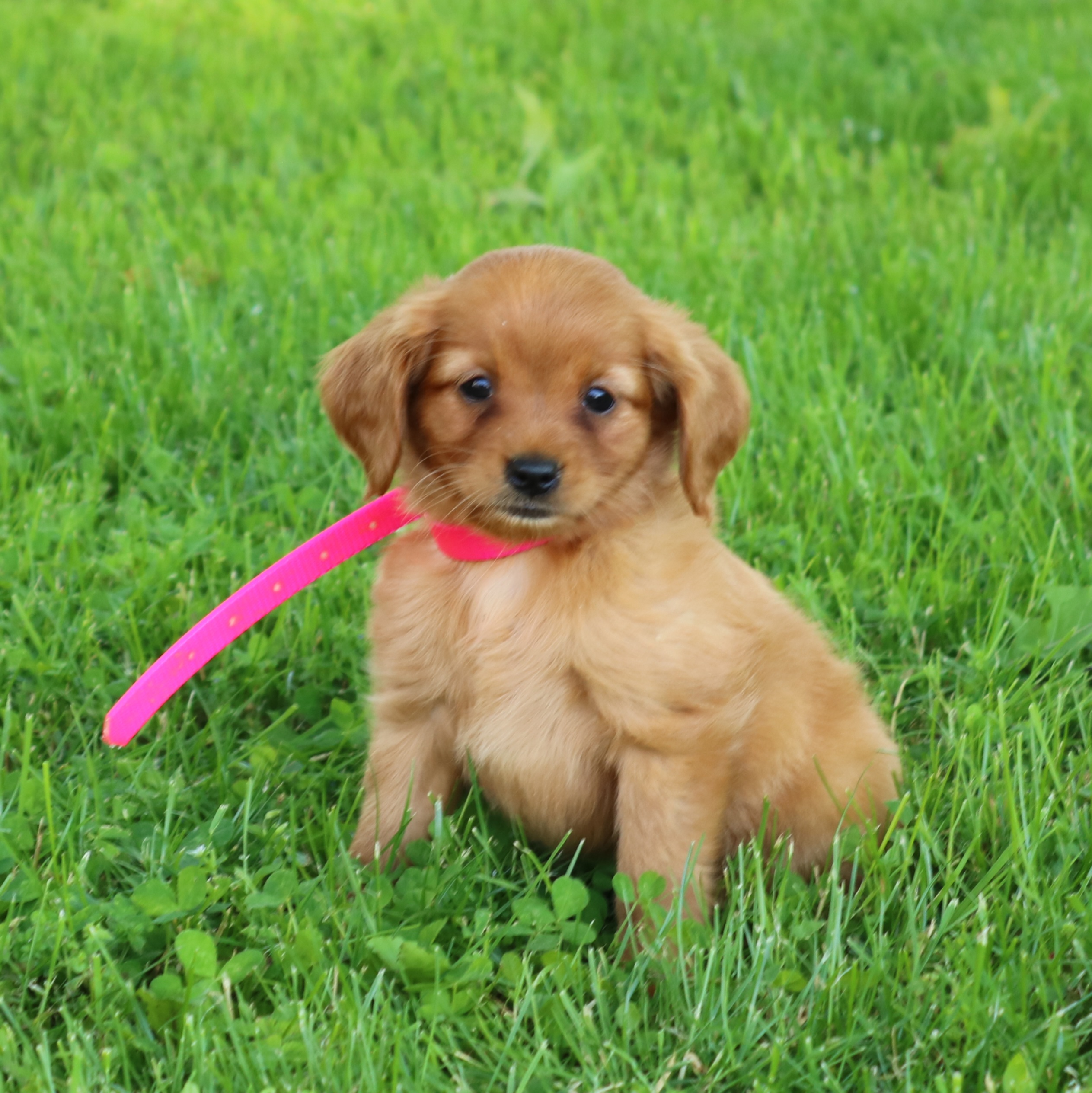 Mini Golden Retriever Puppies For Sale - Ivan Stoltzfus dog breeder ...