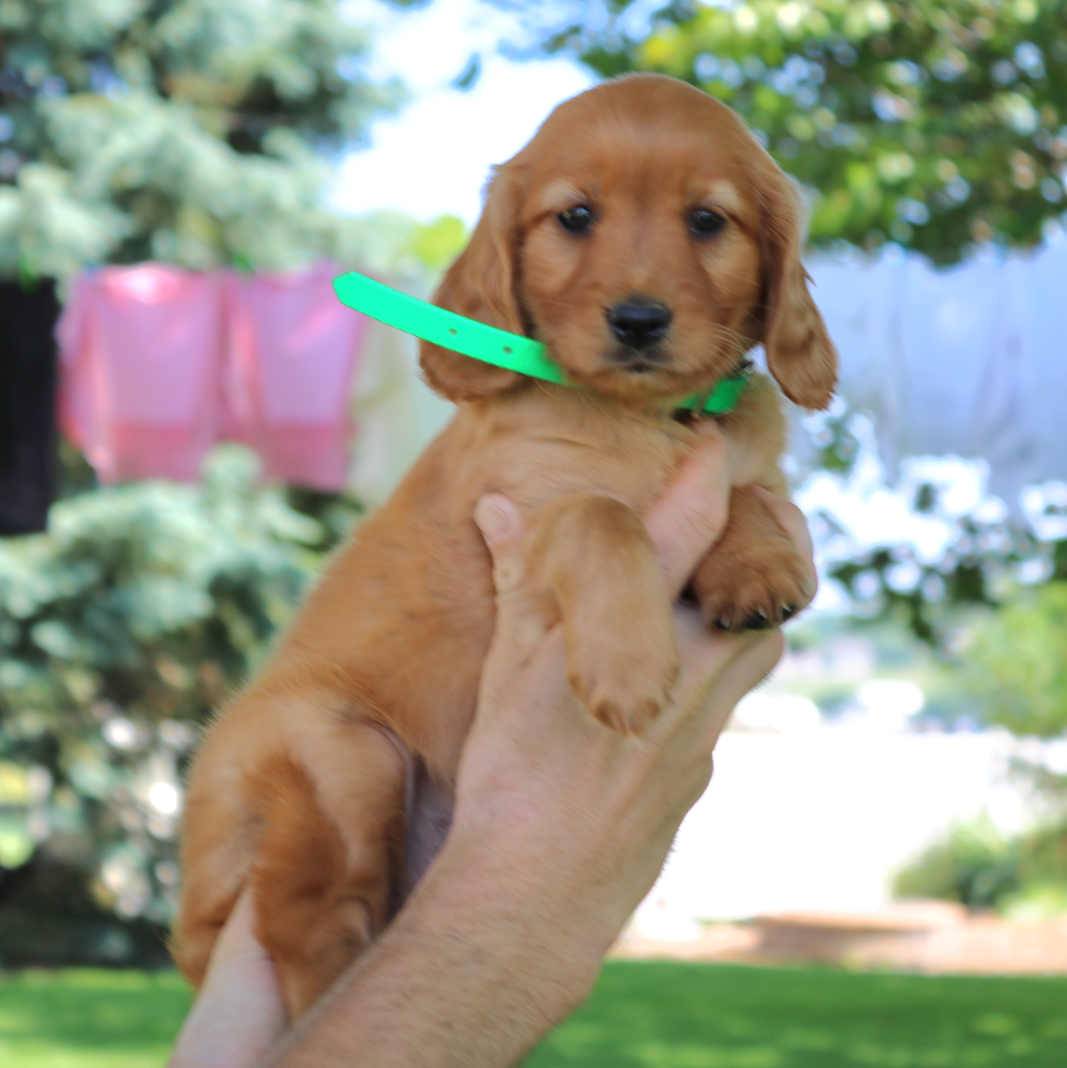 Mini Golden Retriever Puppies For Sale - Ivan Stoltzfus dog breeder ...