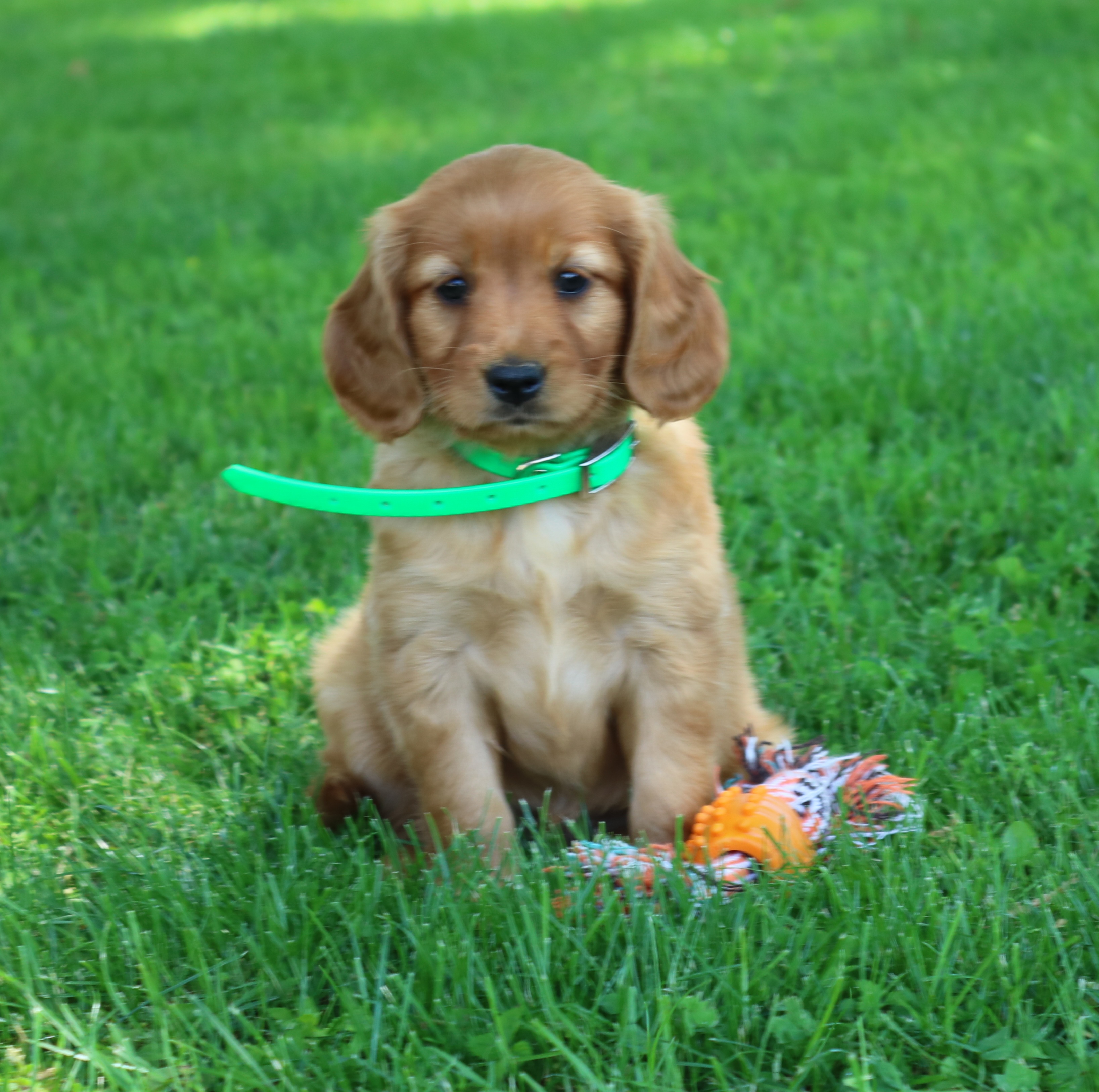 Mini Golden Retriever Puppies For Sale - Ivan Stoltzfus dog breeder ...