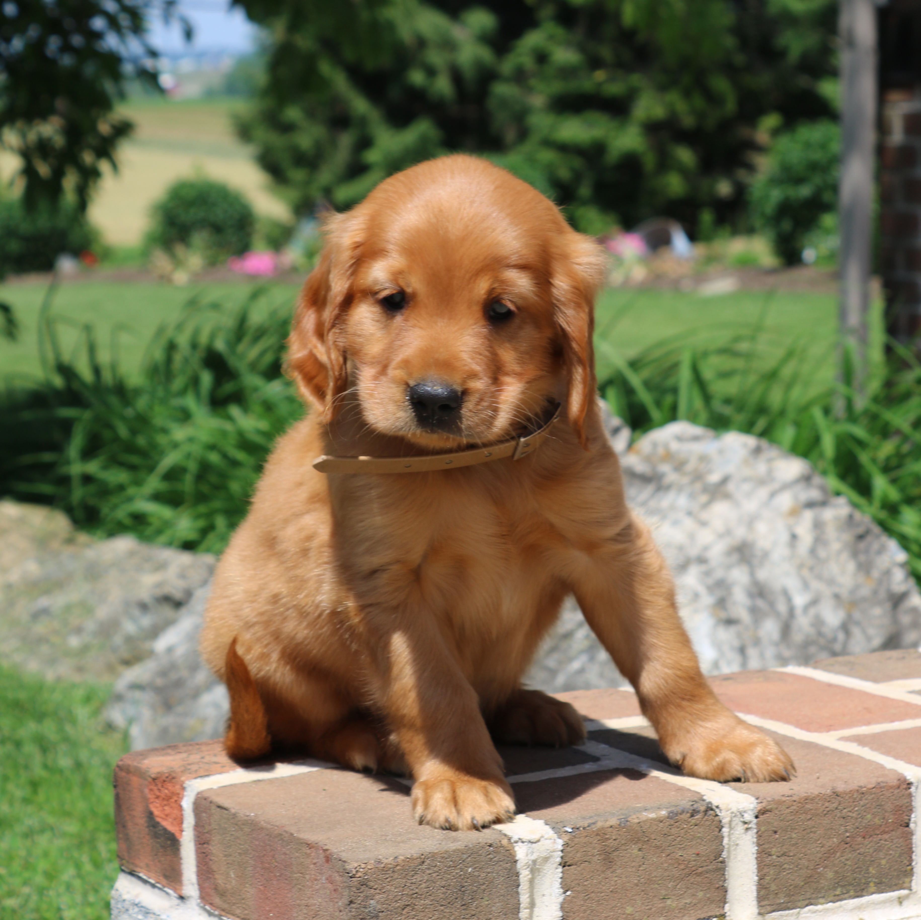 Mini Golden Retriever Puppies For Sale - Ivan Stoltzfus dog breeder ...