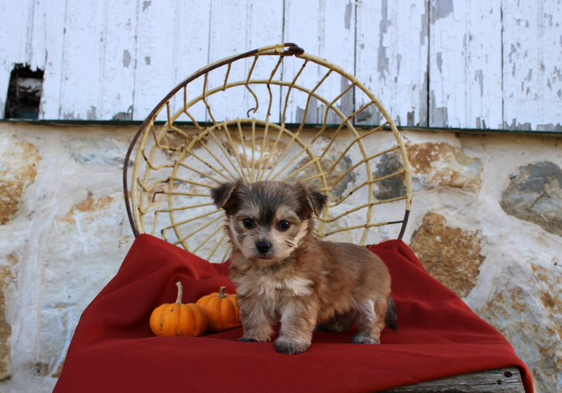 Maltipoo Puppies For Sale - Matthew Stoltzfus dog breeder 7383686-64790