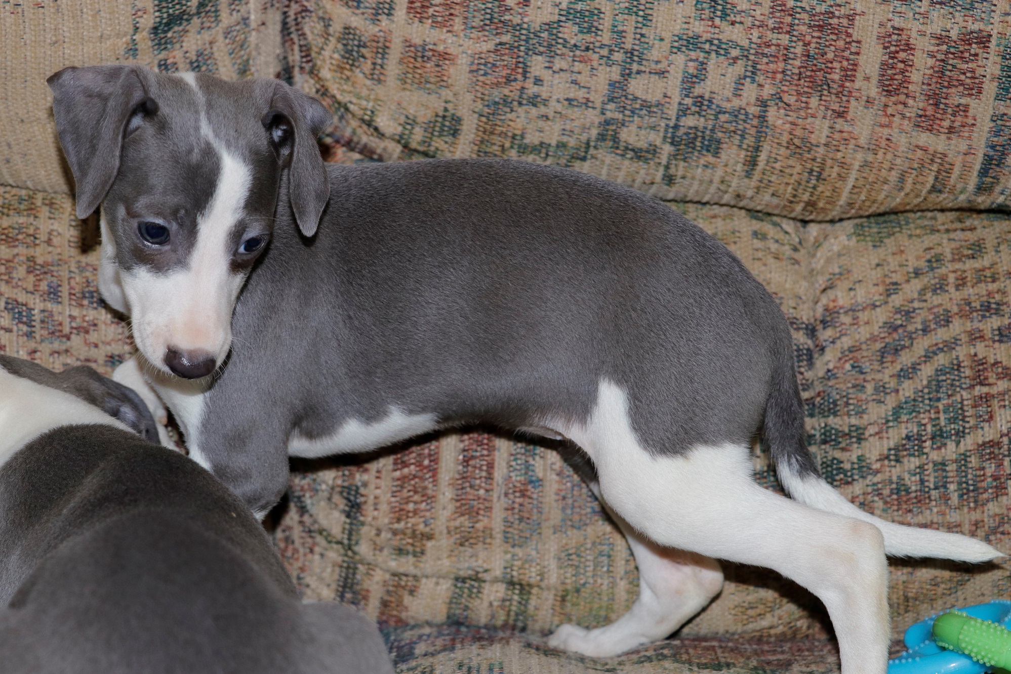 Italian Greyhound Puppies For Sale - Kim Dildine dog breeder 6513058-426261