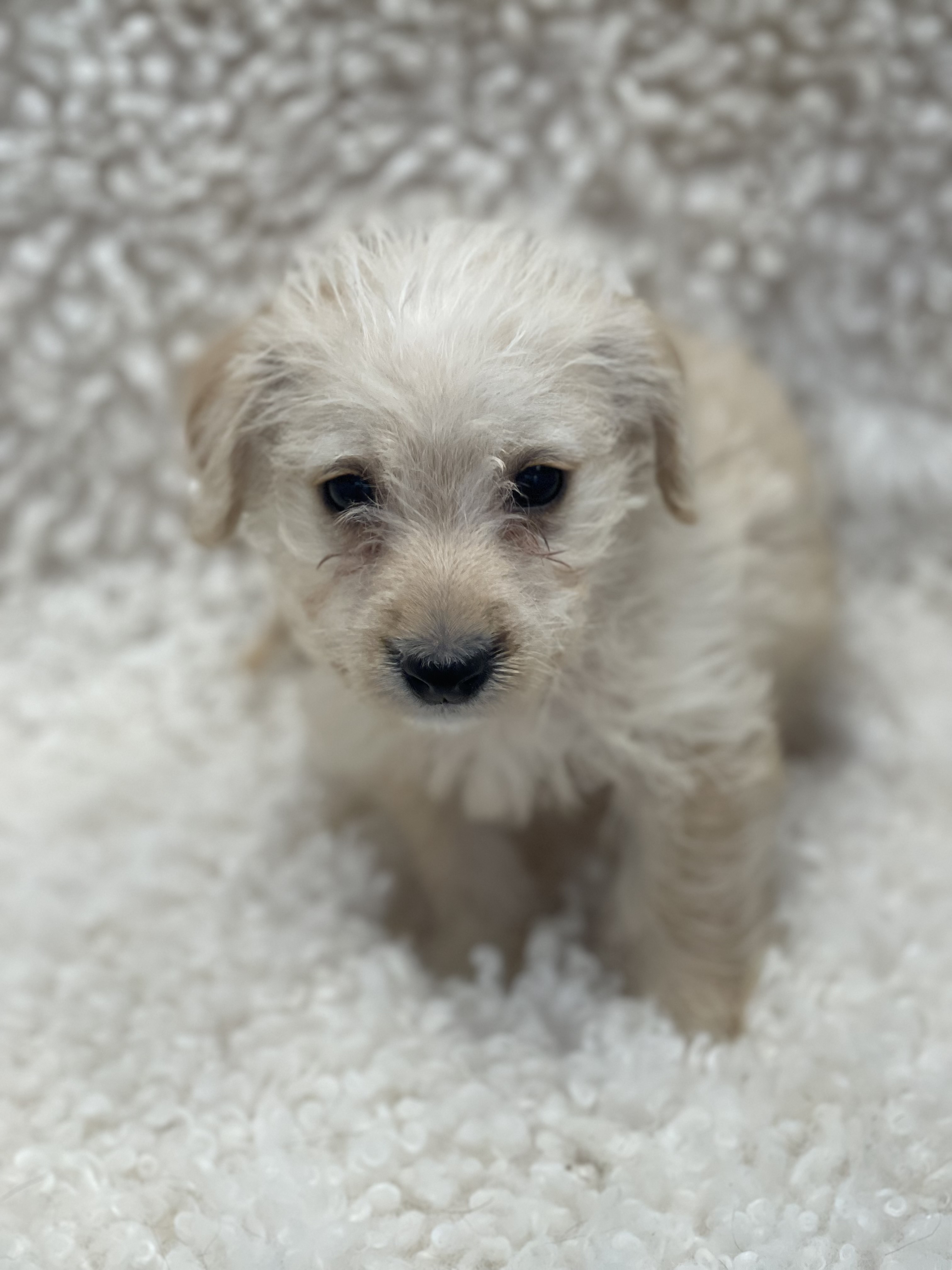 Westie Poo Puppies For Sale - Luxury Puppy dog breeder 7262126-694525