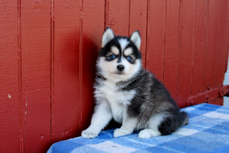 Pomsky Puppies For Sale - Matthew Stoltzfus dog breeder 6901721-64790