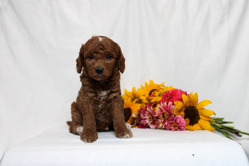 Puppies For Sale - Matthew Stoltzfus dog breeder 7952783-64790