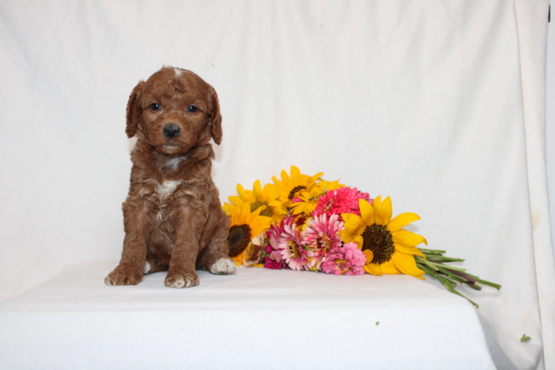 Puppies For Sale - Matthew Stoltzfus dog breeder 7952783-64790