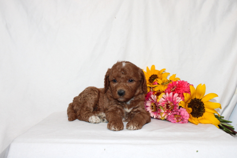 Puppies For Sale - Matthew Stoltzfus dog breeder 7952783-64790